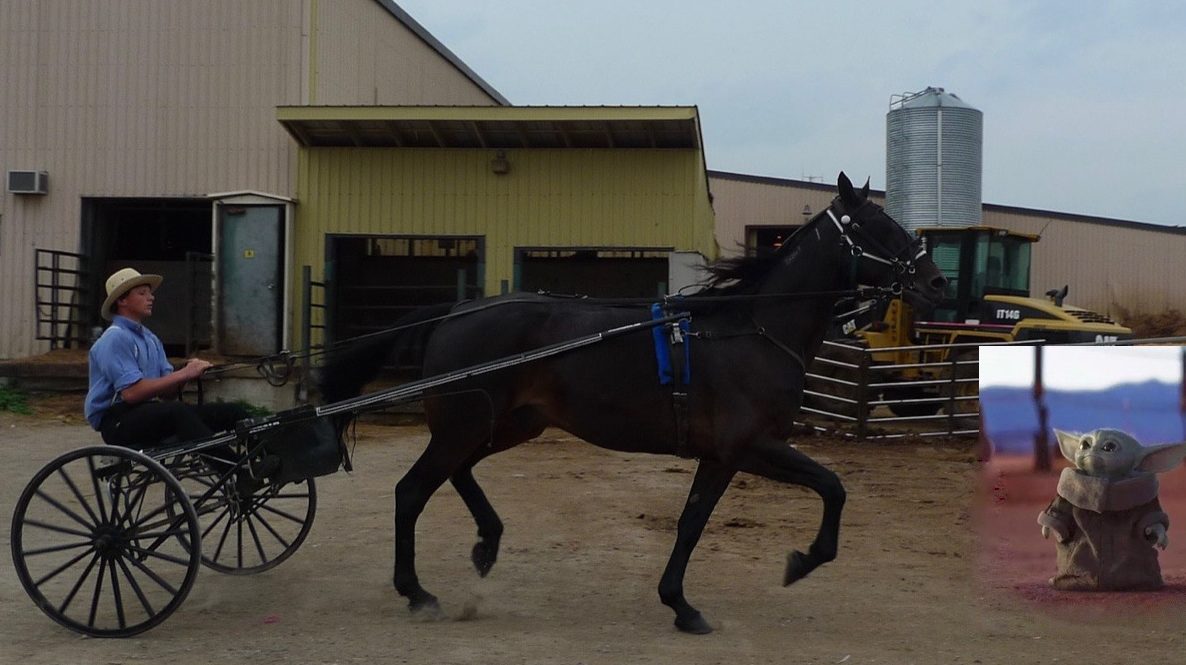 Mennonite Family Adopts 'Baby Yoder'