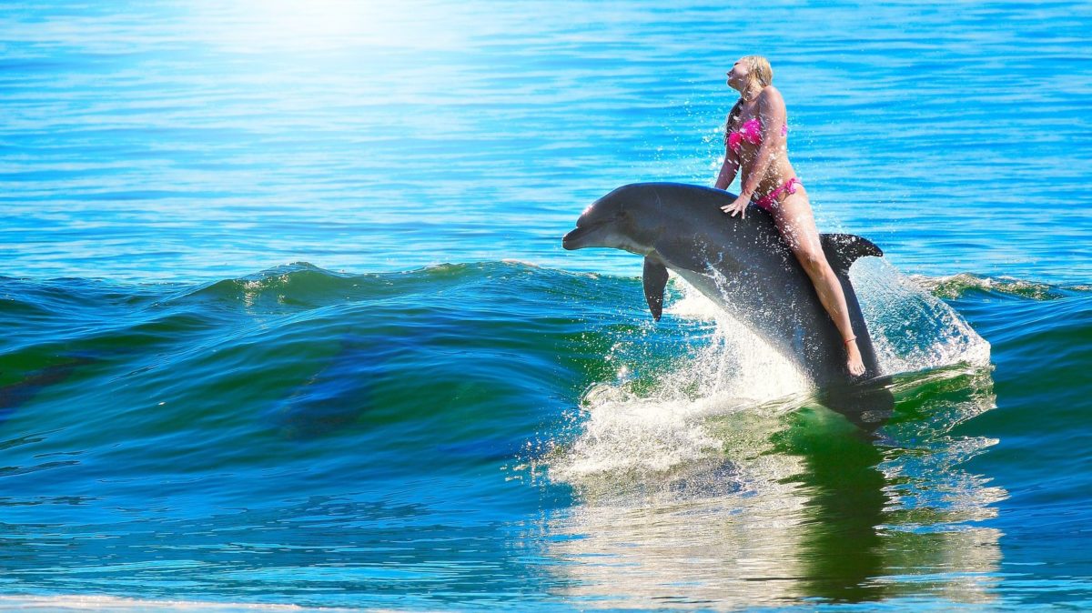 Dolphins Return to Southern Manitoba for First Time in Centuries