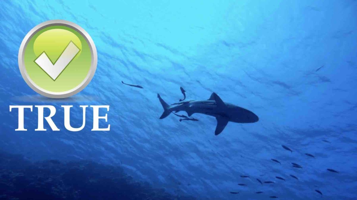 Fact Check: Are you more likely to die from Dutch Blitz than a shark ...