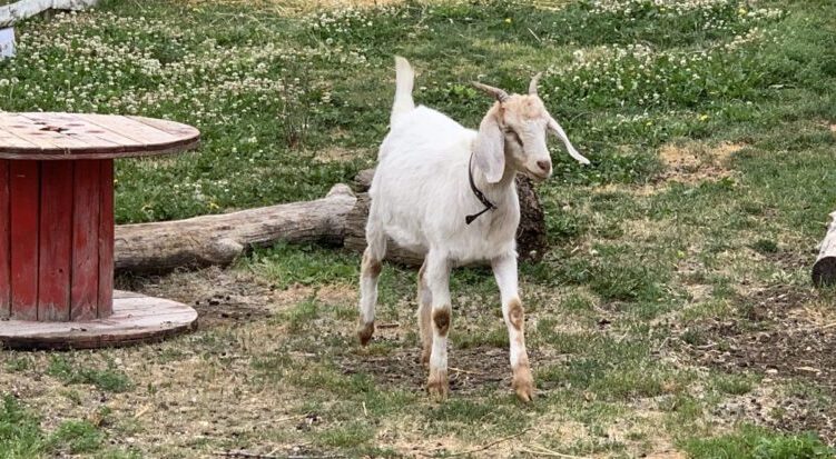 Goat Wins Top Prize in Annual Cuteness Awards