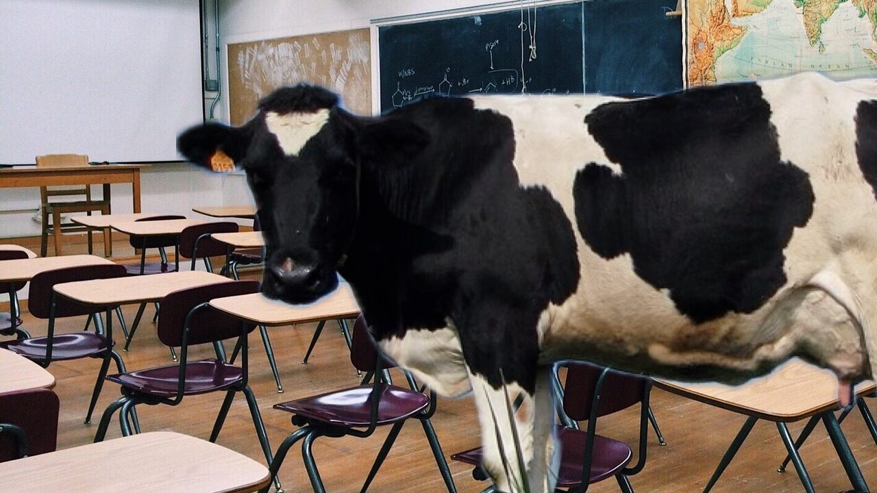 Every American School to be Supplied with their Very Own Dairy Cow